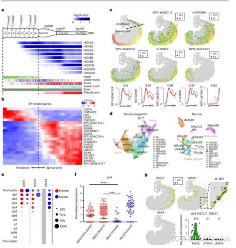 单细胞空间绘制人类胚胎器官发生时期细胞图谱 知乎