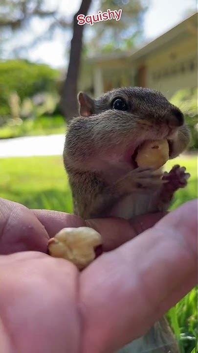 다람쥐 볼빵빵 Youtube