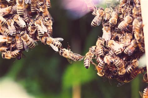 Unraveling The Fascinating Population Dynamics Of Termite Colonies