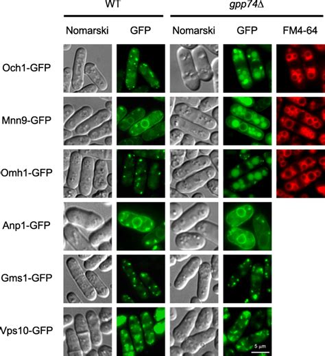 Subcellular Localization Of Golgi Resident Proteins In Gpp74Δ Cells Download Scientific