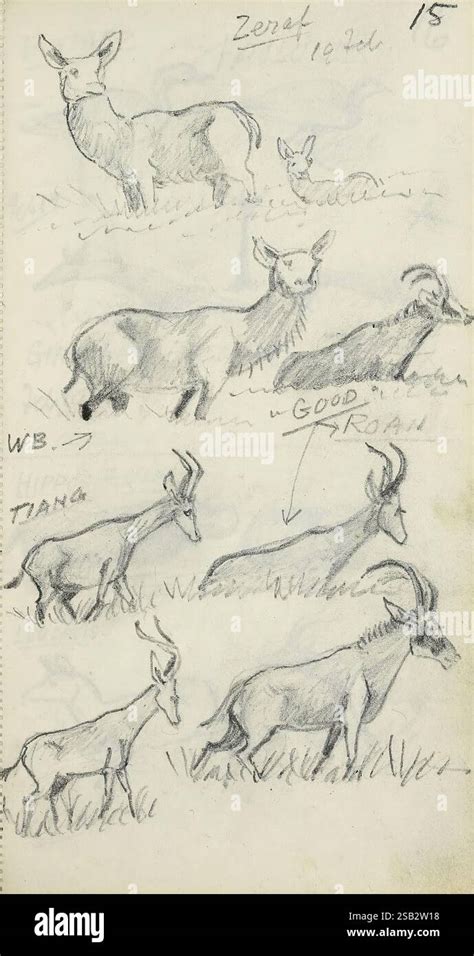 Abel Chapmans Sudan Sketchbooks Between 1913 And 1919 A Collection Of Sketches Depicting