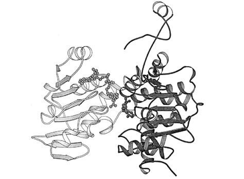 Ribbon Diagram Of The Adohcyase Monomer Showing The Cofactor Binding