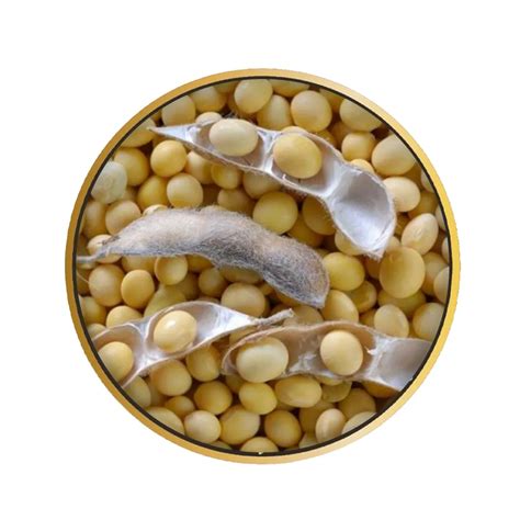 Gmo Soybeans Genetically Modified Food And Feed Grade India Brazil South Africa