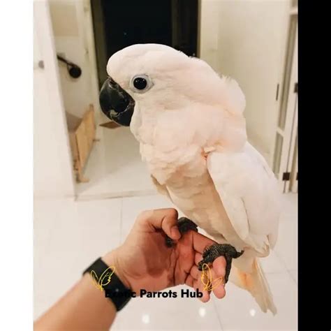 Daisy Exotic Parrots Hub