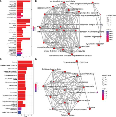 Go And Kegg Pathway Enrichment Analysis A Bp Biological Process