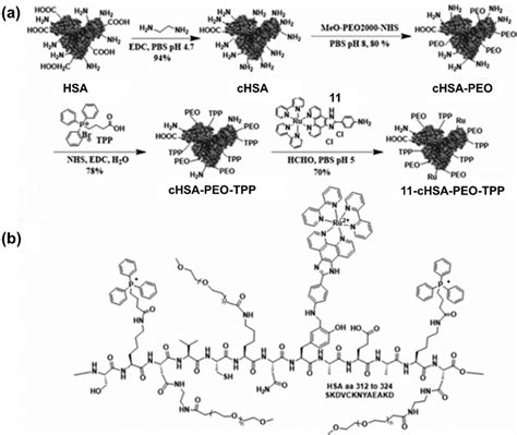 Hsa Bound Ru Ii Complex 11 Chsa Peo Tpp For Mitochondrial Targeting