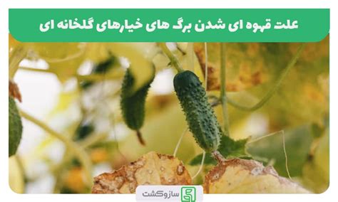قهوه ای شدن برگ خیارهای گلخانه ای علت خشک شدن گل خیار گلخانه ای سازوکشت