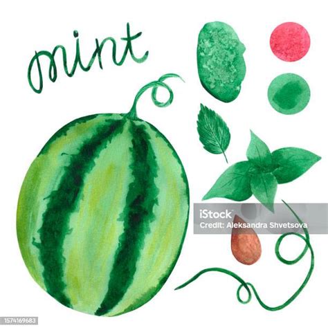 민트 잎이 있는 손으로 그린 수채화 수박 흰색으로 분리된 그림입니다 엽서 라벨 배너 및 기타 인쇄물에 사용할 수 있습니다 0명에 대한 스톡 벡터 아트 및 기타 이미지