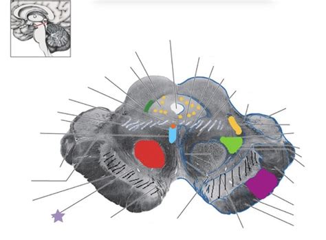 Midbrain Cross Sections Flashcards Quizlet