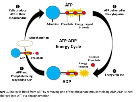 Atp Cycle Diagram