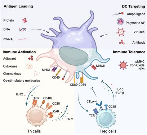 Frontiers Crosstalking With Dendritic Cells A Path To Engineer