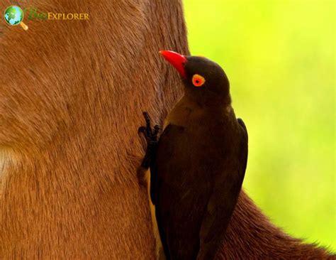 Red Billed Oxpecker Buphagus Erythrorynchus Black Bird