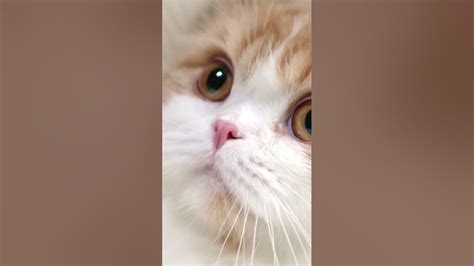 ድመት በህልም ማየት Youtube