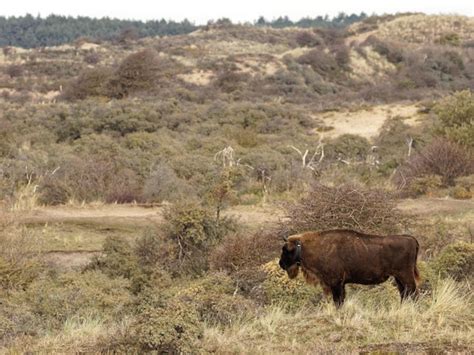 Premium Photo Bison On Field