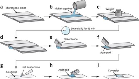 Microscope Specimen Preparation At James Reis Blog