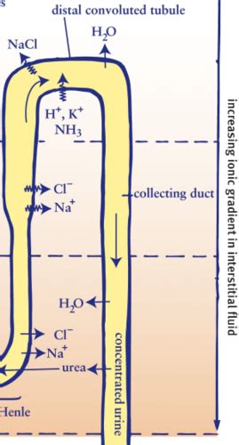 bio review chapter 10 part 4 nc [hy] flashcards quizlet