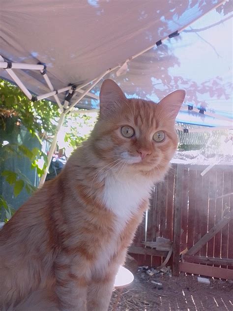 Meet Bogie By Robbielee63 On Deviantart