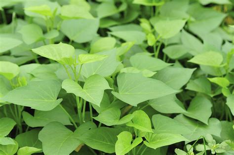 Potato Vine Plant Leaves Are Sweet Potato Leaves Edible Sweet