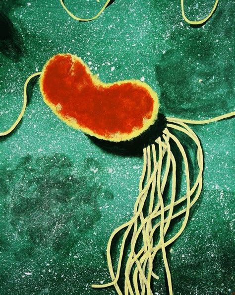 Pseudomonas Fluorescens ~ Detailed Information Photos Videos