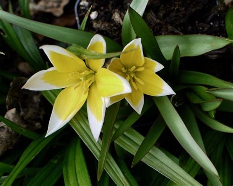 Tulipa tarda - Mount Venus Nursery