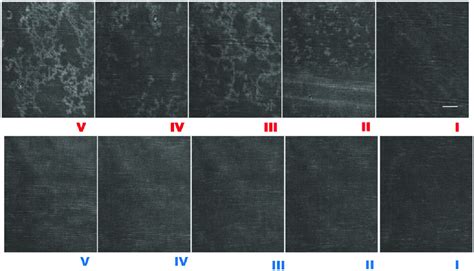 Bam Images Along Compressibility For Dmpc 11 Mm Phe Upper Panel And A