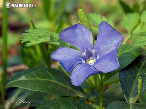 Periwinkle Photos Periwinkle Images Nature Wildlife Pictures NaturePhoto