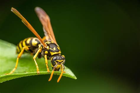 Types Of Wasps Characteristics Habitats And More Facts Net