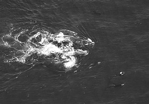 Four North Atlantic Right Whales In Defensive Group Being Harassed By
