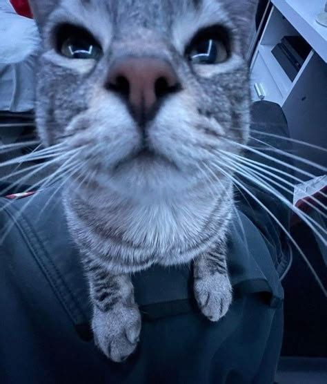 1000 Yard Stare Cat