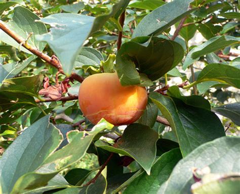 Fertilizer For A Persimmon Tree
