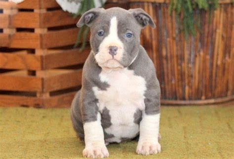Blue Pitbull Bully Puppies