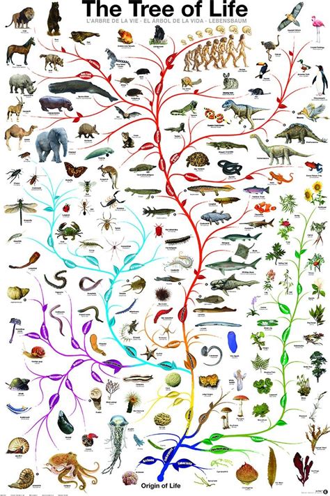 Poster Evolution The Tree Of Life Muur Posters 3 1 Gratis