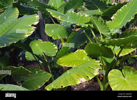 Night Scented Lily Asian Taro Or Giant Upright Elephant Ear Alocasia