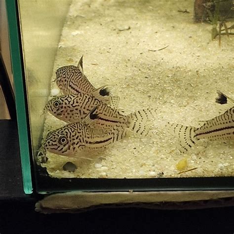 Anders Bergstrand Youtube