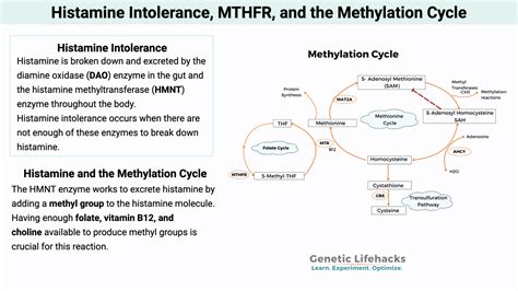 High Histamine Mthfr And Methylation Cycle