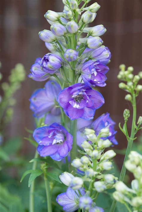 Delphinium Perennial Power Delphinium Perennial Power