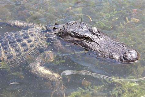 Alligator Versus Python Fierce Predators Battle On Florida Golf Course