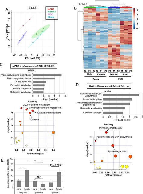 Proteomic And Metabolomic Analyses Uncover Sex Specific Regulatory Pathways In Mouse Fetal