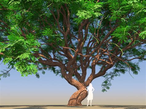 Samanea Saman Set 3d Model Turbosquid 1978502