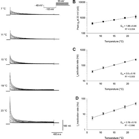 Temperature Dependence Of I A Conductance Activation Rate And