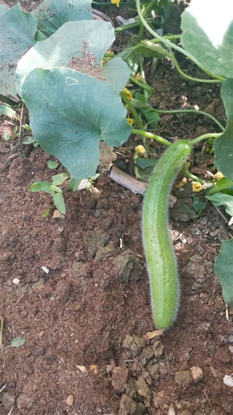 Cucumber Mqati Baaklini