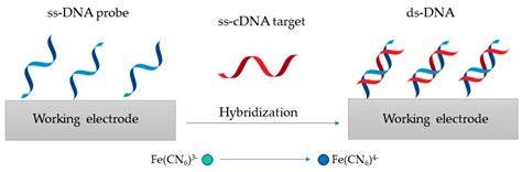 Electrochemical Impedimetric Biosensors For Virus Detection
