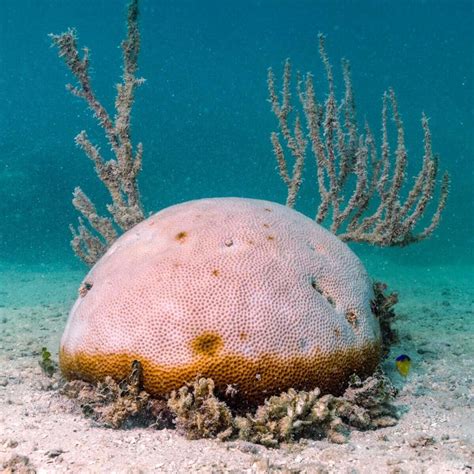 As Sea Temperatures Rise In The Florida Keys Coral Evacuation Has Begun