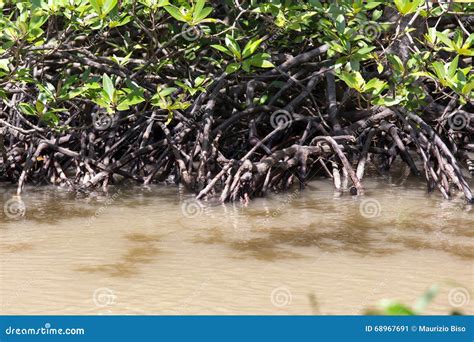 Complicated Of Mangrove Root System Stock Image Image Of Plants Root 68967691