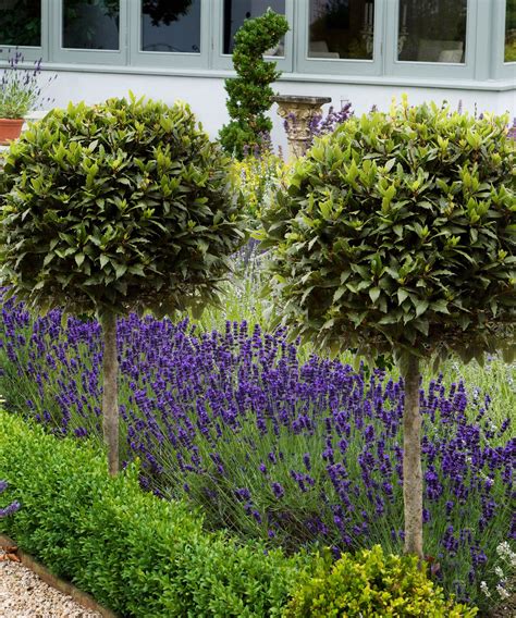 Topiary A Practical Guide To This Must Have Garden Trend Gardeningetc
