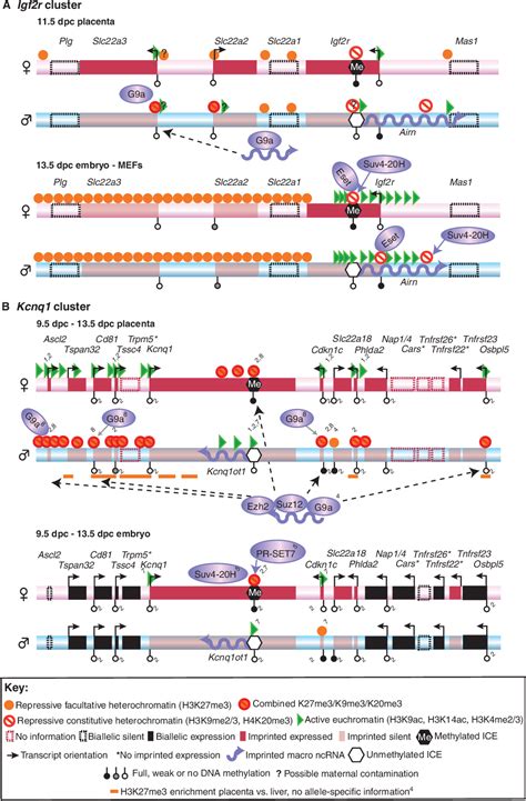 Figure 3 From The Function Of Non Coding Rnas In Genomic Imprinting Semantic Scholar