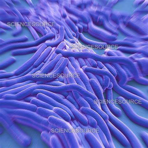 Legionella Pneumophila Stock Image Science Source Images