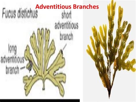 Reproduction In Algae