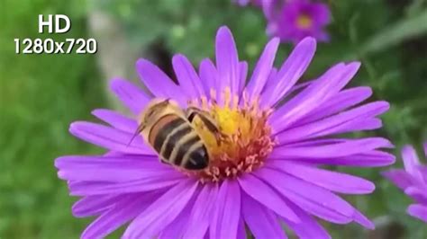 Improved Enhanced Upscaled Video To Higher Resolution Using Ai Engine