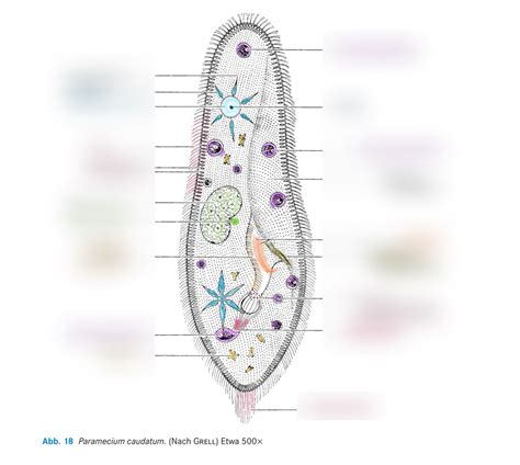 Schaubild „4 Kt“ Quizlet